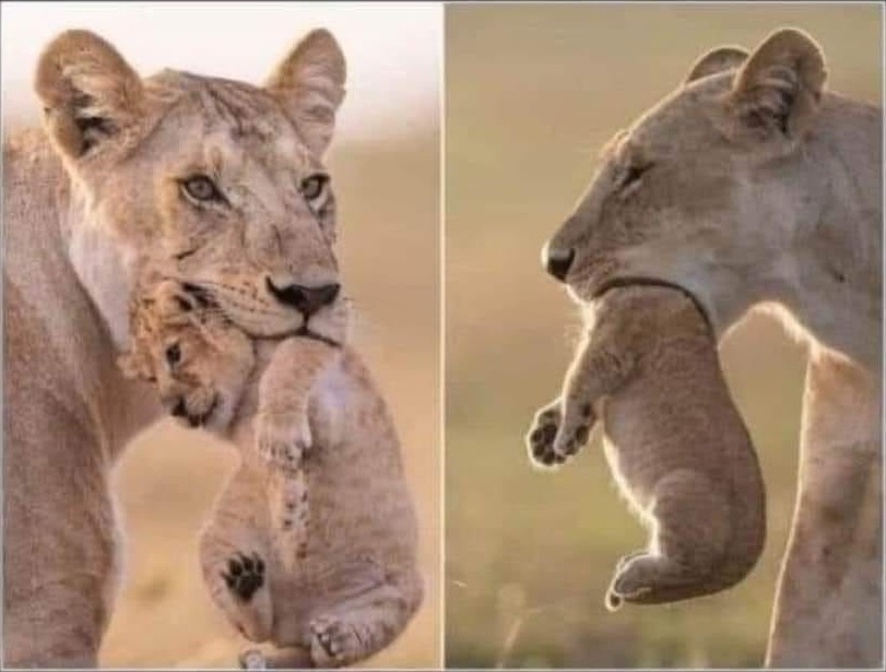 Mistrust in News Reporting and the Road to Conspiracy Theory – a Meme ...